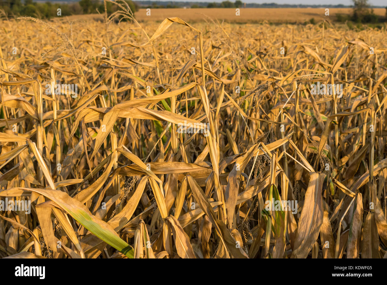 Corn field in autumn ready for harvesting Stock Photo - Alamy