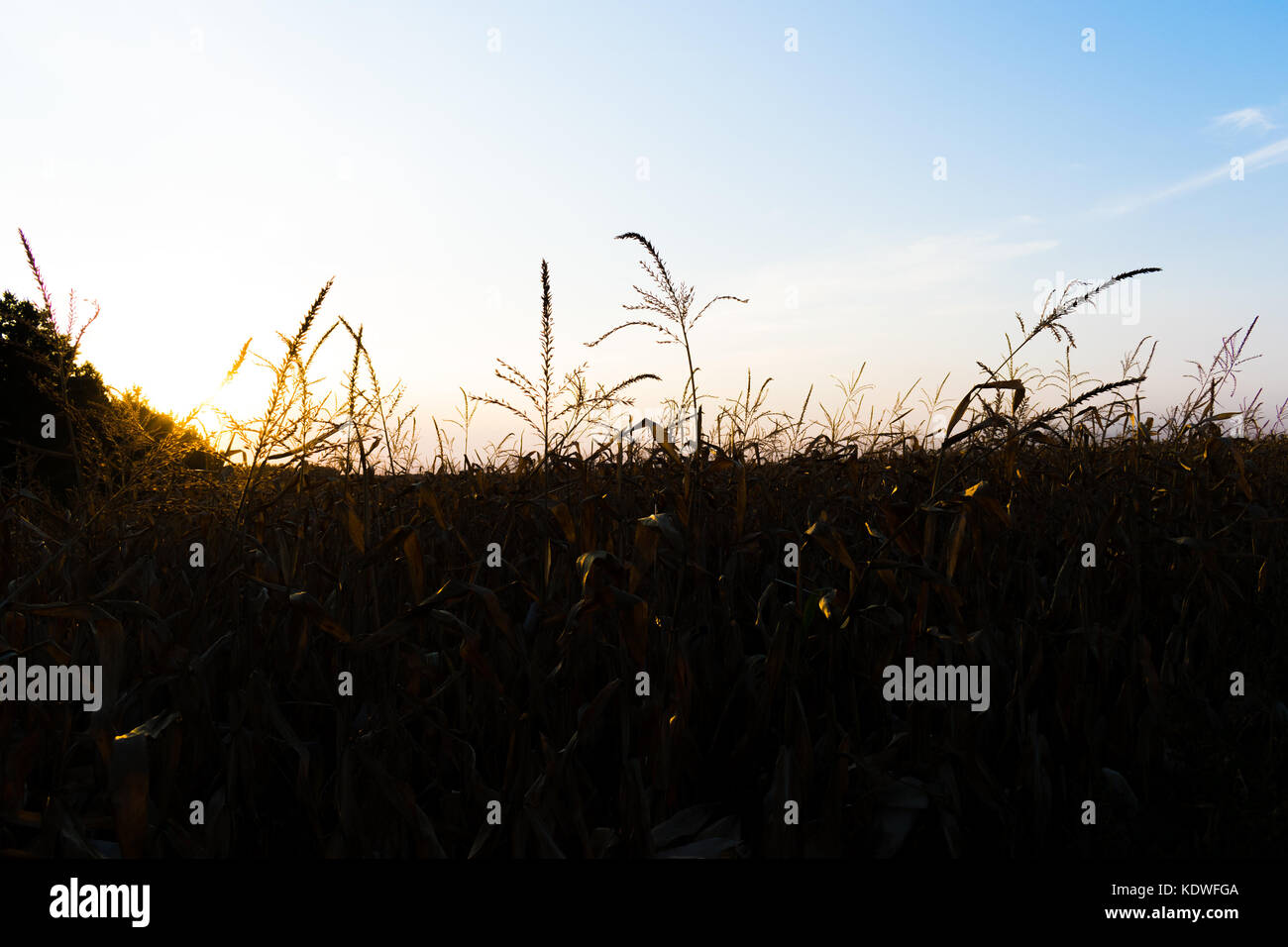 Corn field in autumn hi-res stock photography and images - Alamy