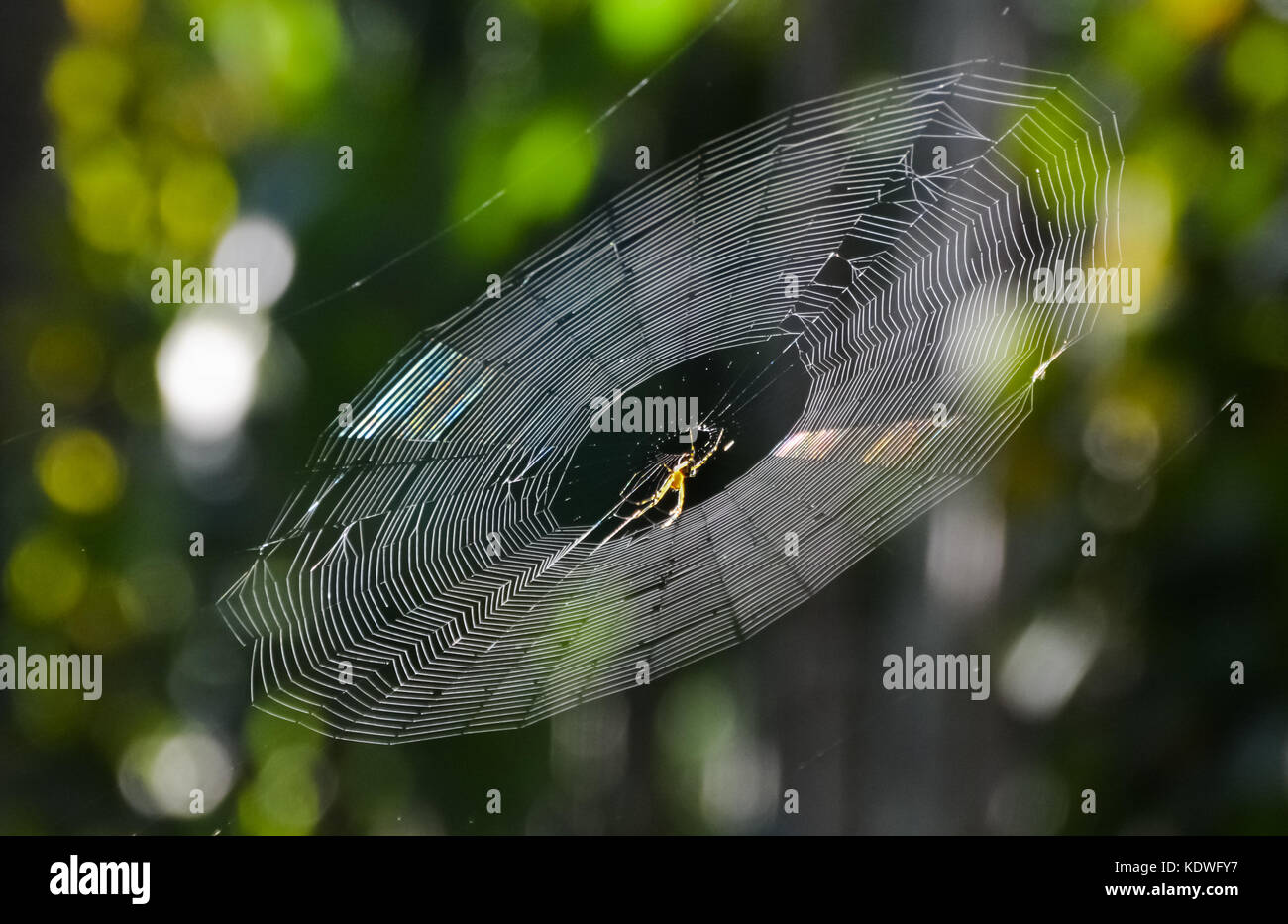Forest angle spider hi-res stock photography and images - Alamy