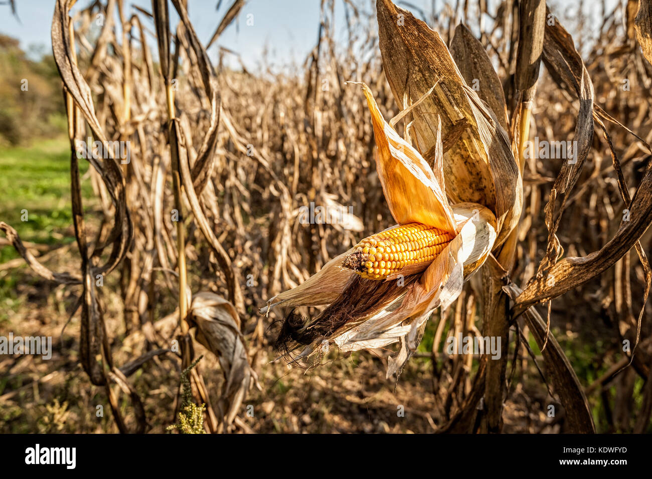 Corn cob on the stalk in the field. Ready for harvest Stock Photo - Alamy