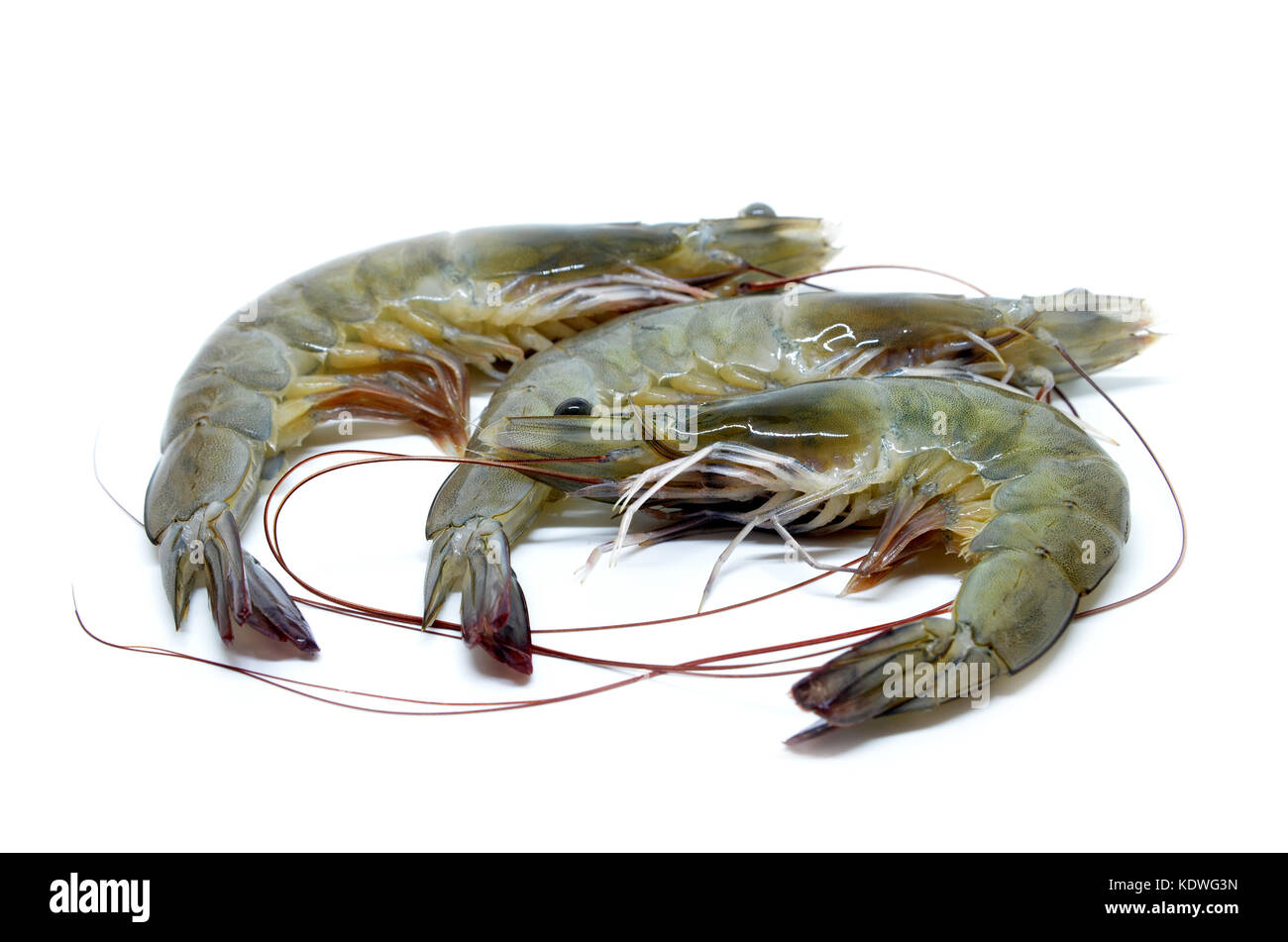 Fresh raw prawns isolated on white background Stock Photo - Alamy