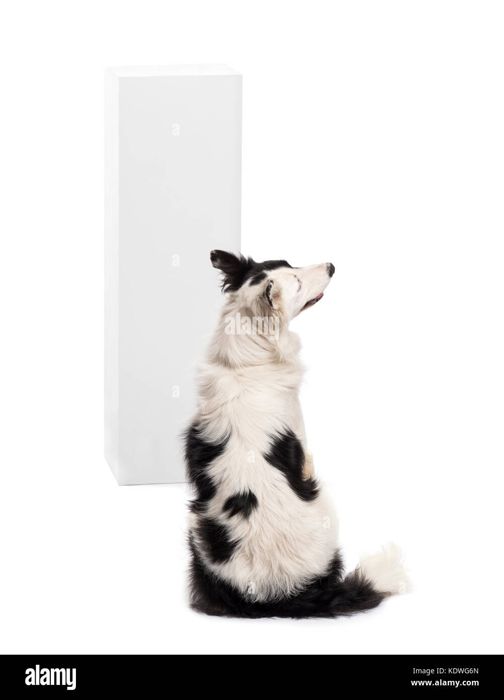Border collie rear hi-res stock photography and images - Alamy
