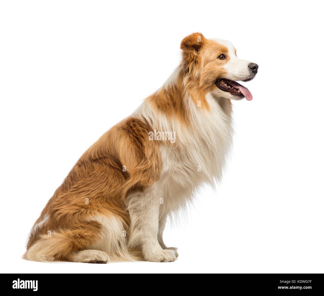 Side view of a Border Collie, 1.5 years old, sitting and panting in ...