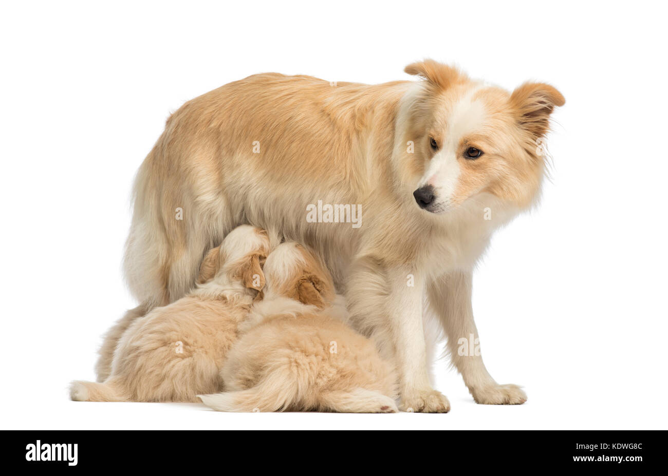 Are All White Border Collies Rare