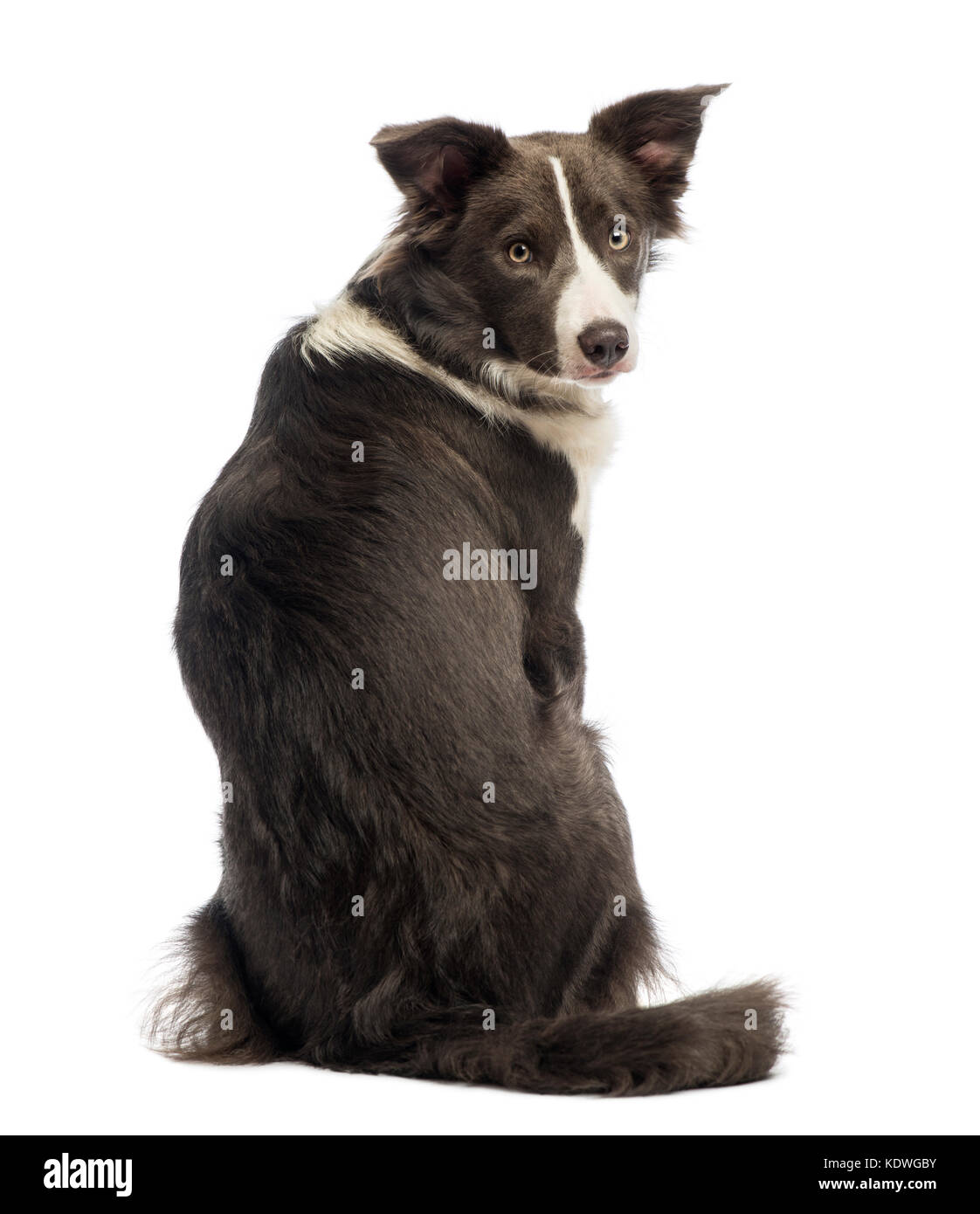 Border collie back hi-res stock photography and images - Alamy