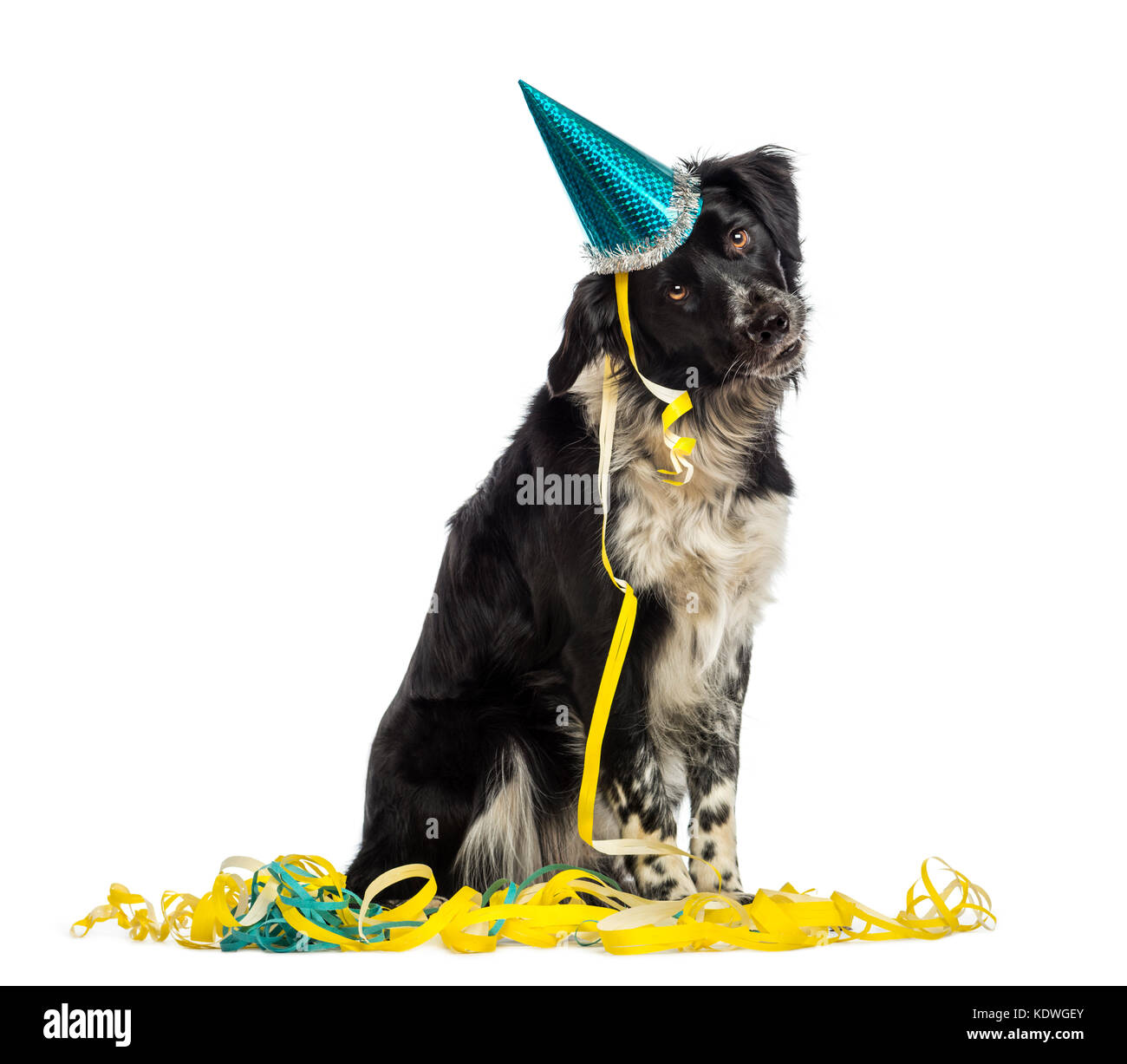 Border Collie wearing a party hat and sitting in serpentines Stock ...