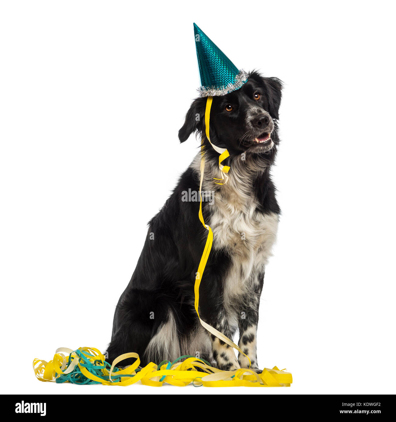 Border Collie wearing a party hat and sitting in serpentines Stock ...