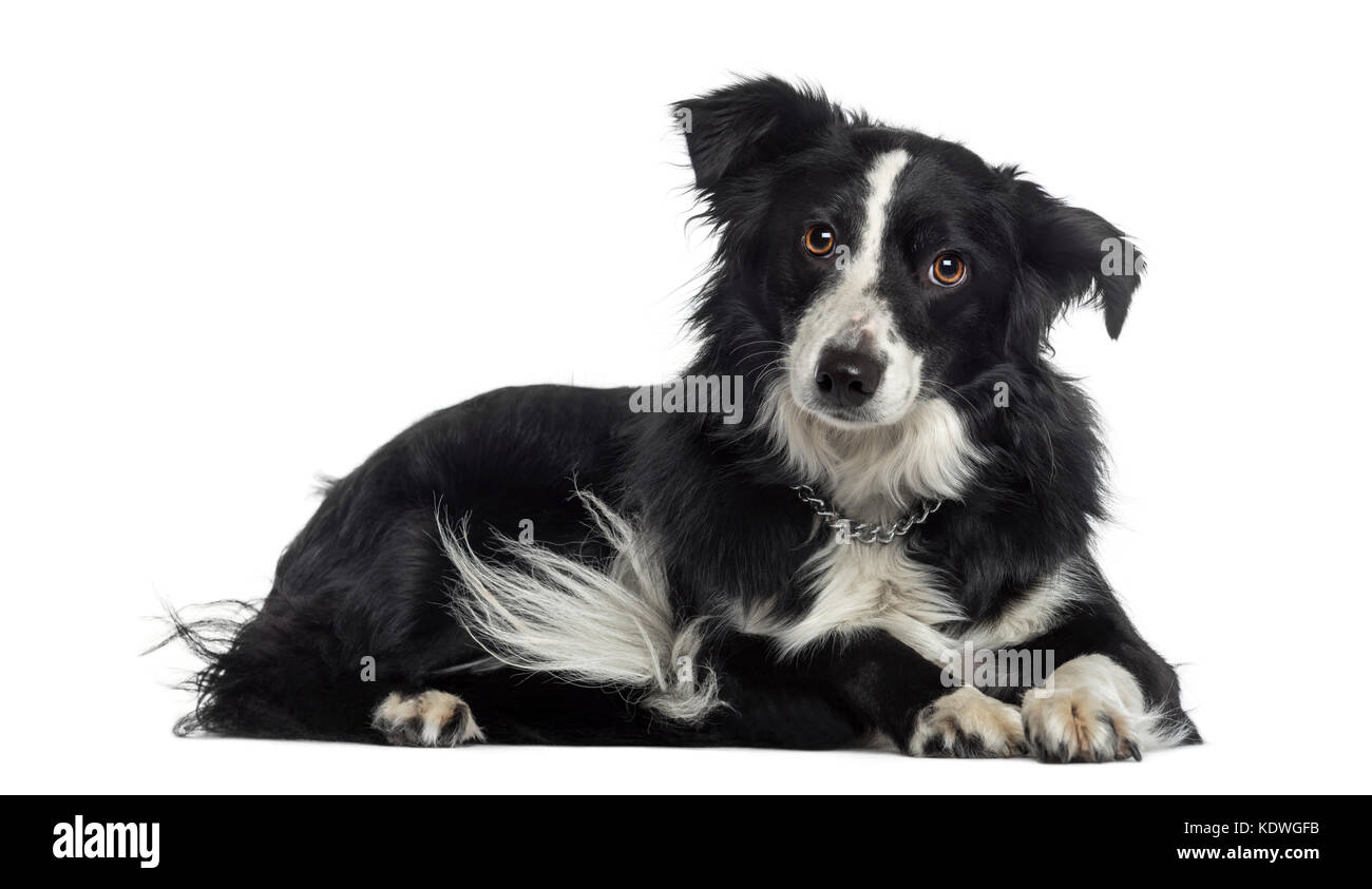 Border Collie lying down (2 years old Stock Photo - Alamy