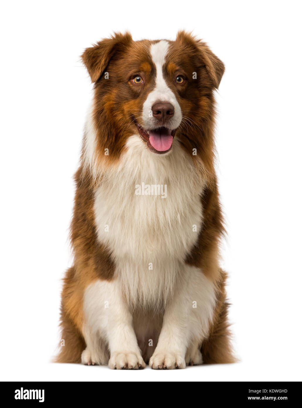 Border collie sitting Stock Photo - Alamy