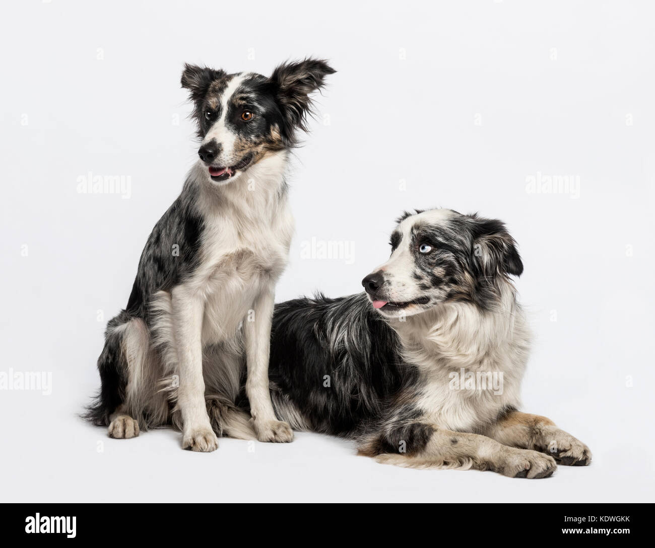 Two Border collies sitting and lying Stock Photo - Alamy