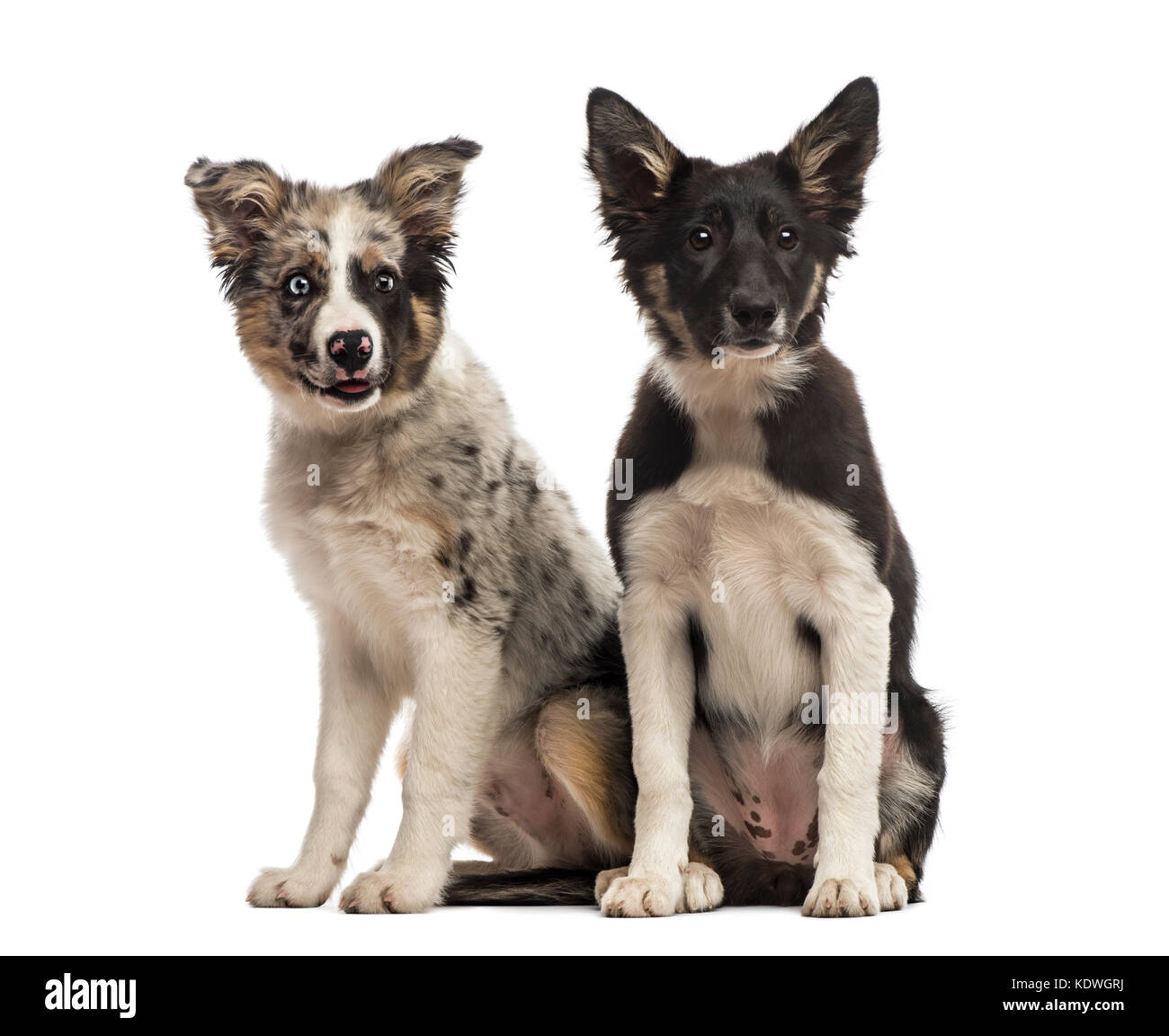 Two Border collies Stock Photo - Alamy
