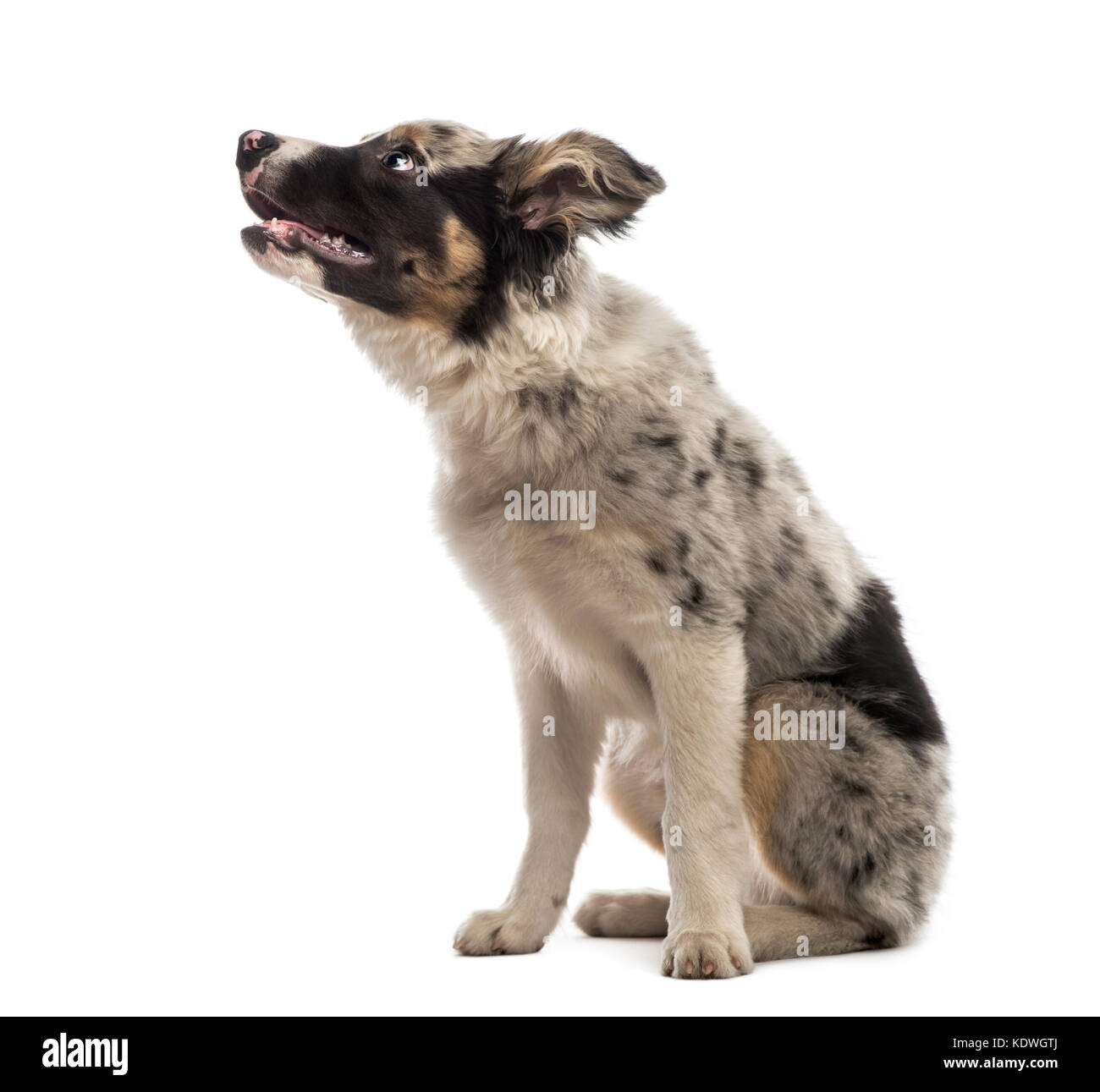 Barking border collie Cut Out Stock Images & Pictures - Alamy