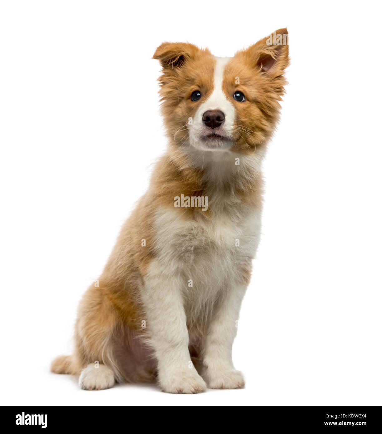 Border Collie puppy Stock Photo - Alamy