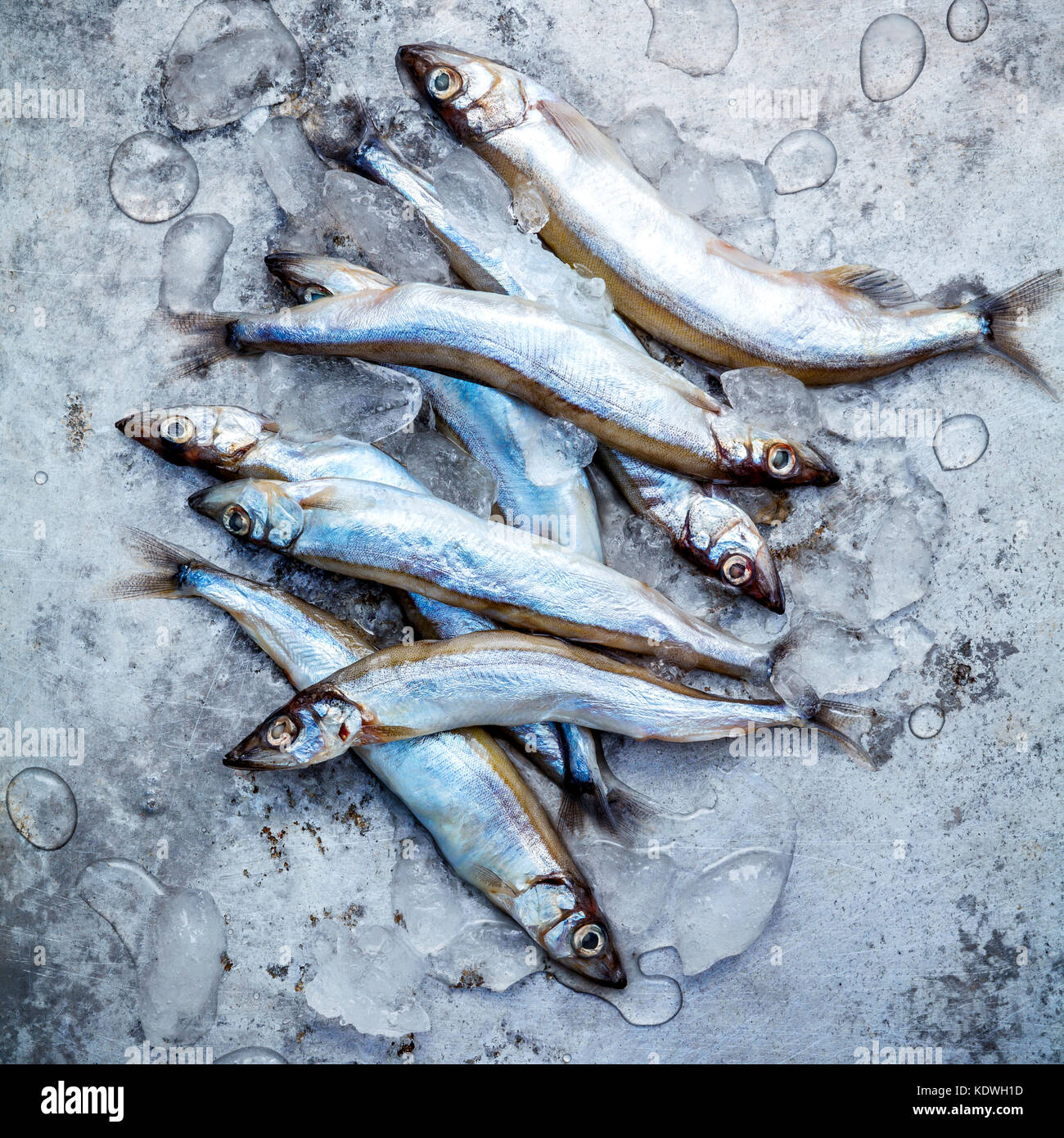 Fresh catch Shishamo fish fully eggs flat lay on shabby metal ...