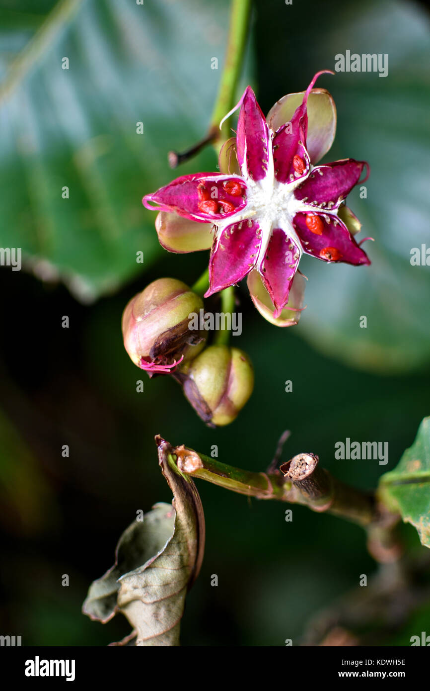 Special seed hi-res stock photography and images - Alamy
