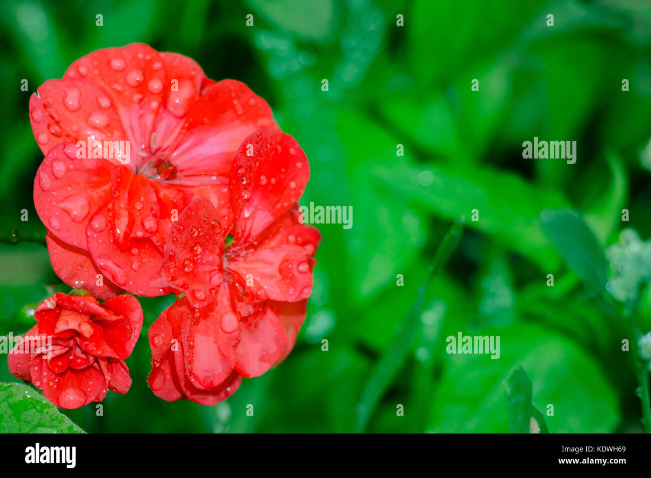 Red geranium flowers on a natural background Stock Photo - Alamy