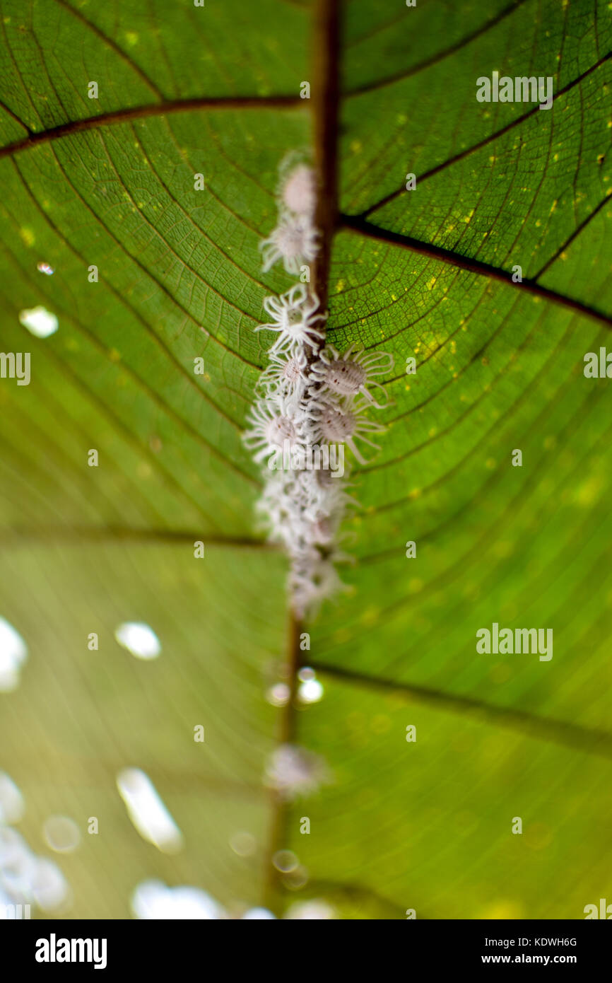 Something fuzzy and white was all over my plant Stock Photo - Alamy