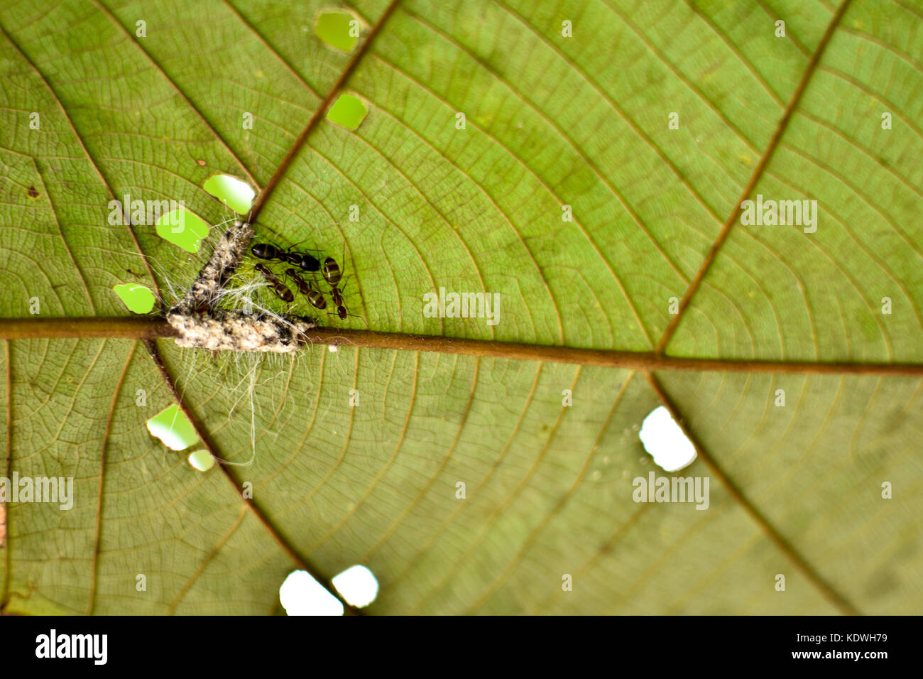 Something fuzzy and white was all over my plant Stock Photo - Alamy