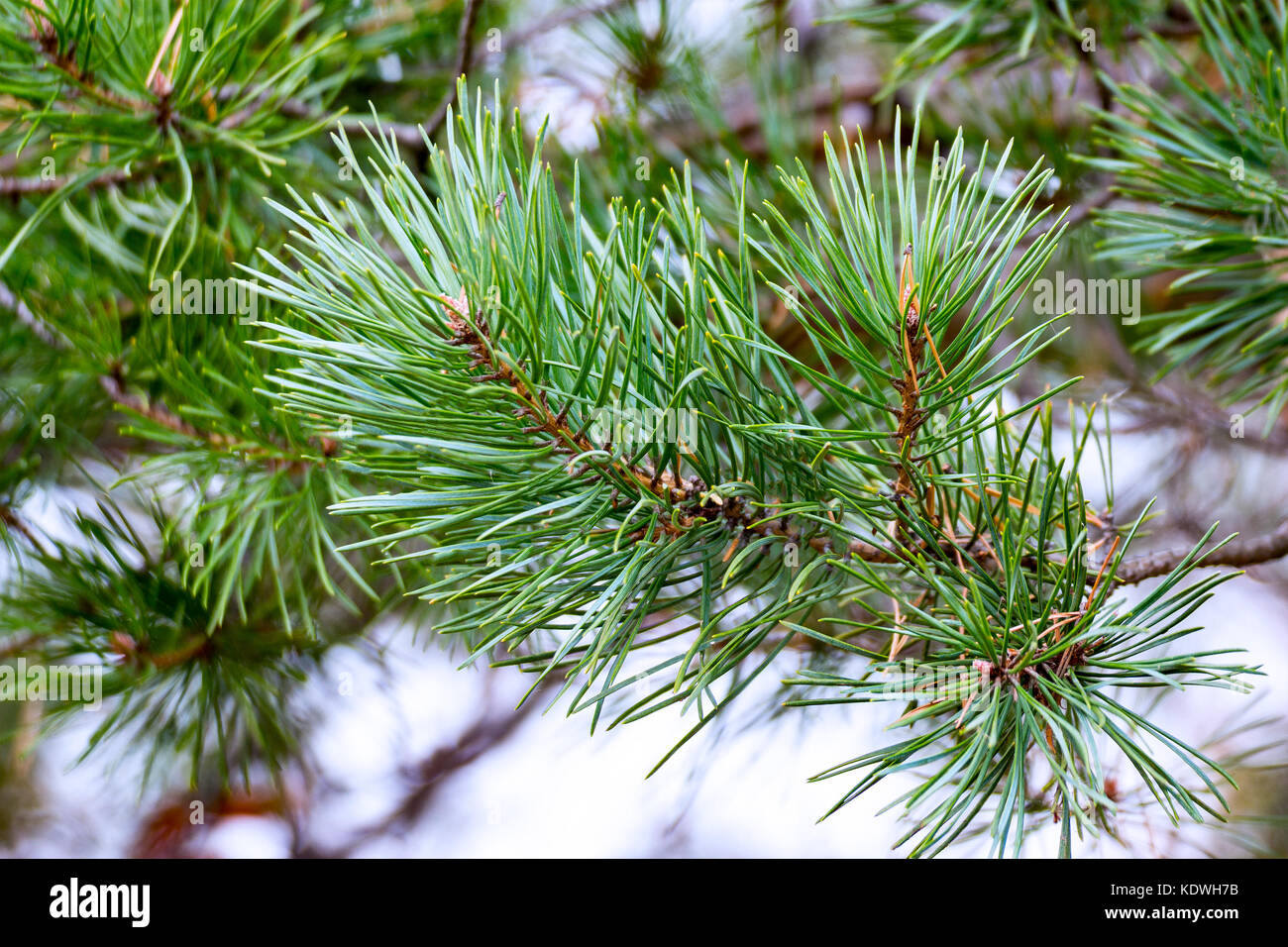Coniferous spruce pine branch Stock Photo - Alamy