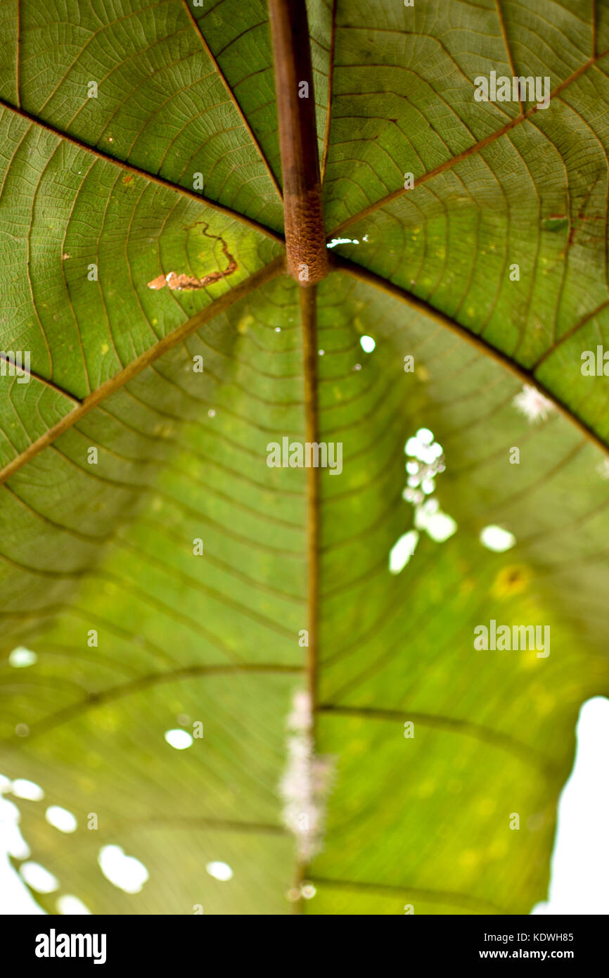 Illustration of structure of leaf hi-res stock photography and images ...