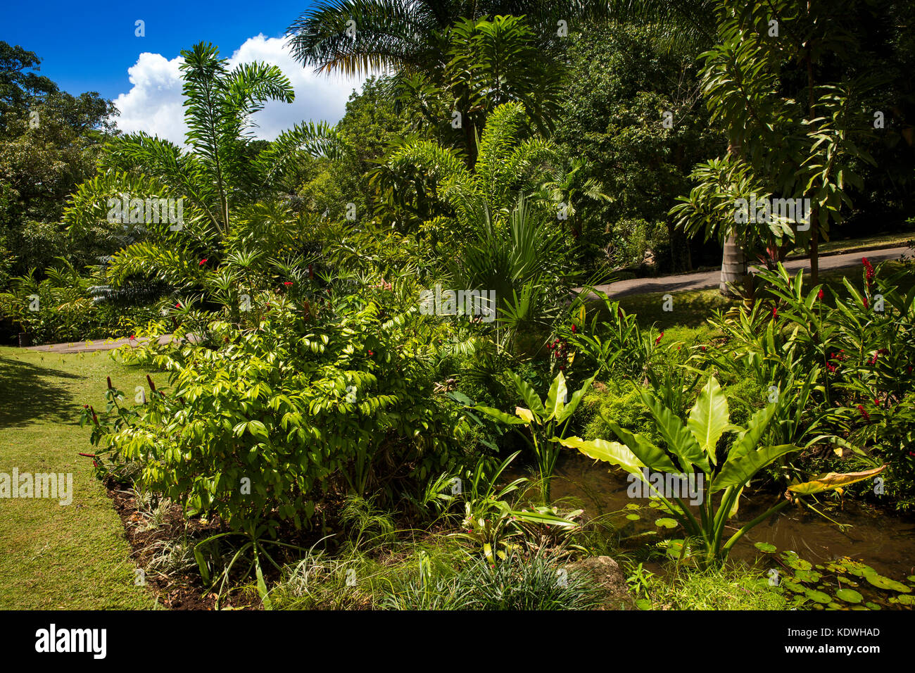 The Seychelles, Mahe, Victoria, Botanical gardens, aquatic plants in ...