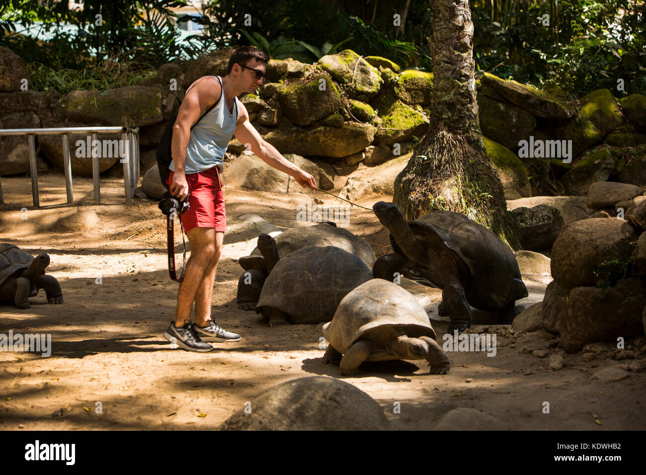 The Seychelles, Mahe, Victoria, Botanical gardens, Giant Tortoise ...