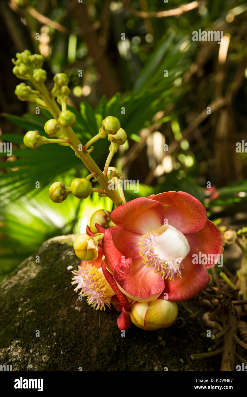 The Seychelles, Mahe, Victoria, Botanical gardens, flower of Cannonball ...