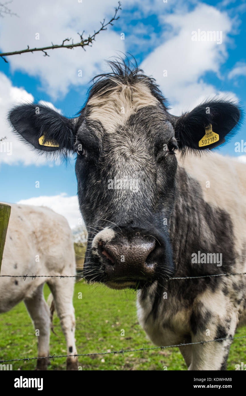 Cow milking barn hi-res stock photography and images - Alamy