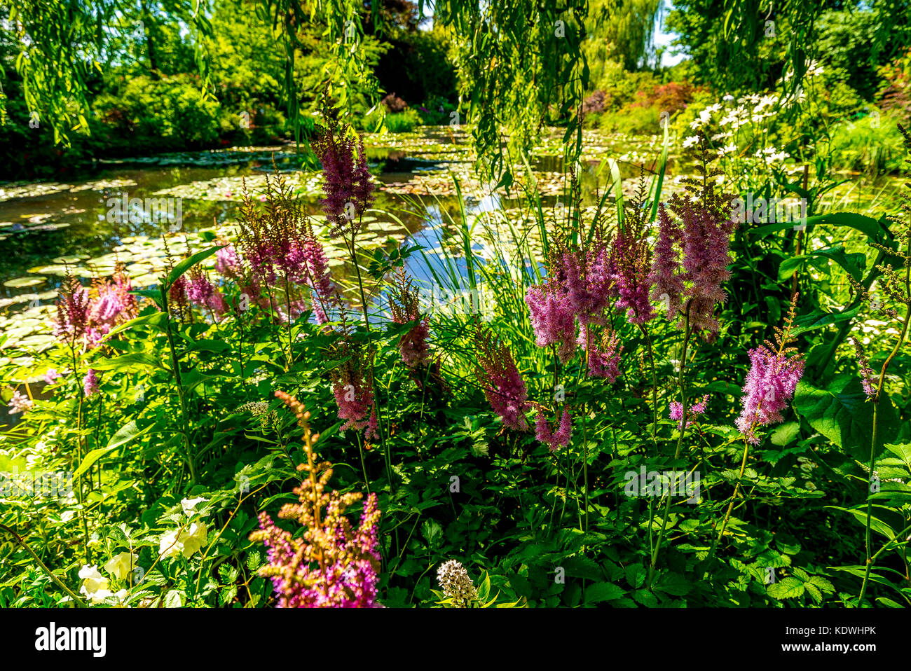 Monet's famous Lily Pond Stock Photo - Alamy