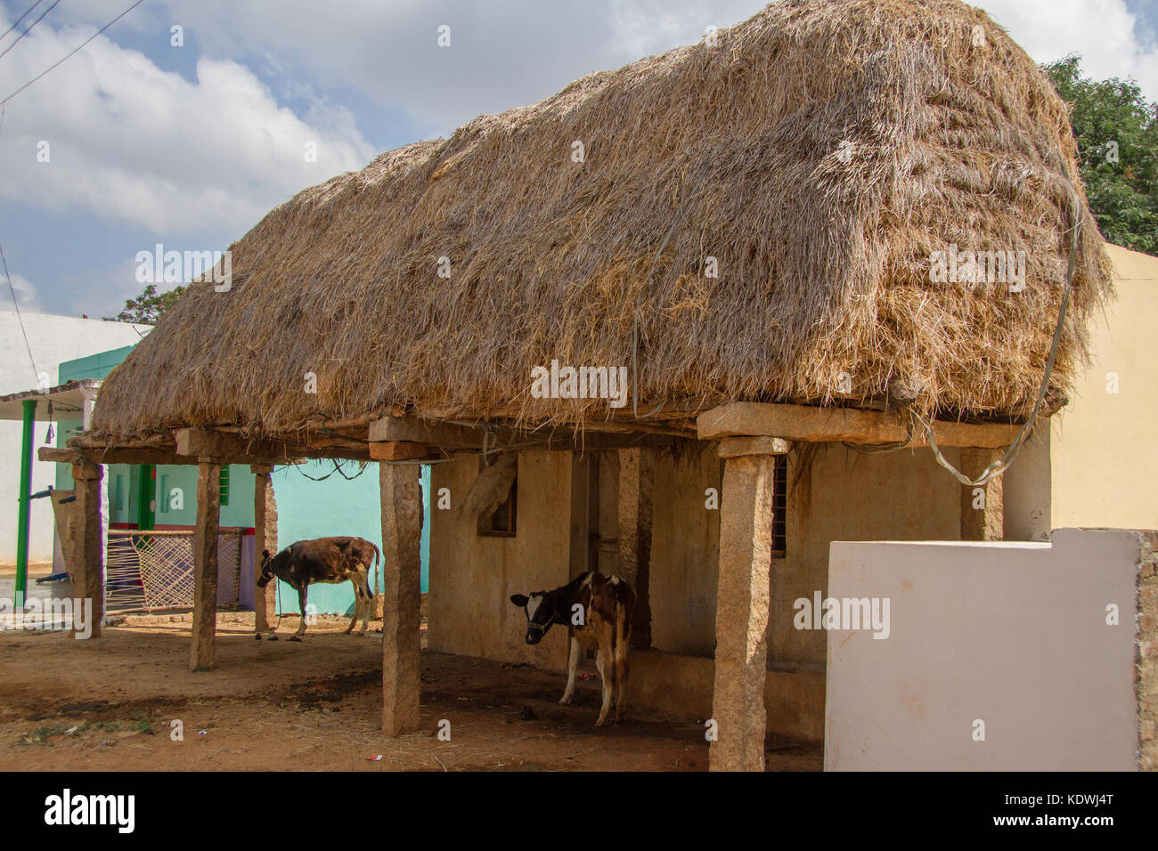 Indian hay loft with young cows underneath Stock Photo - Alamy
