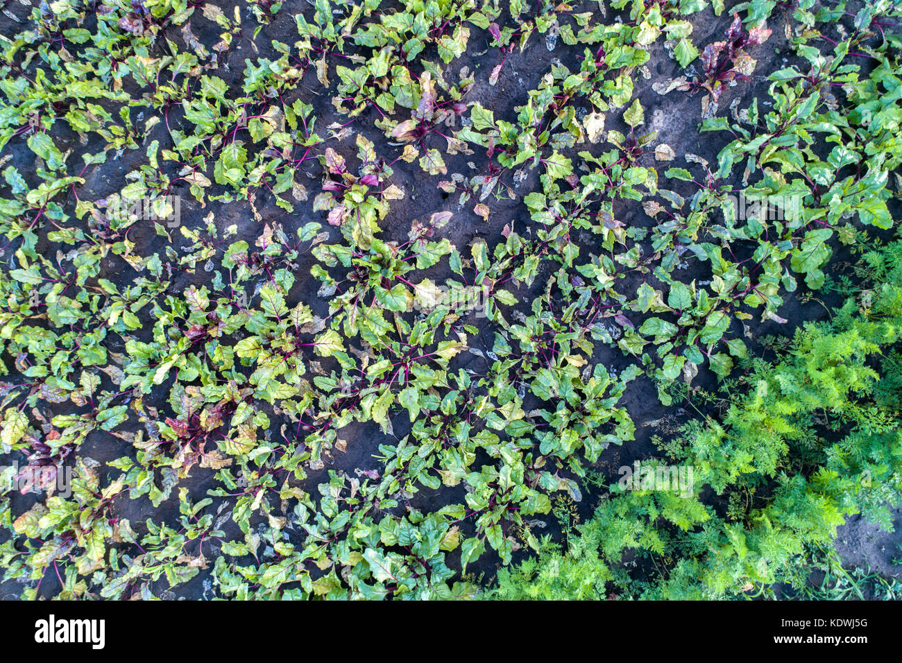 Plants of beet and carrot in a field in Kursk region of Russia Stock ...