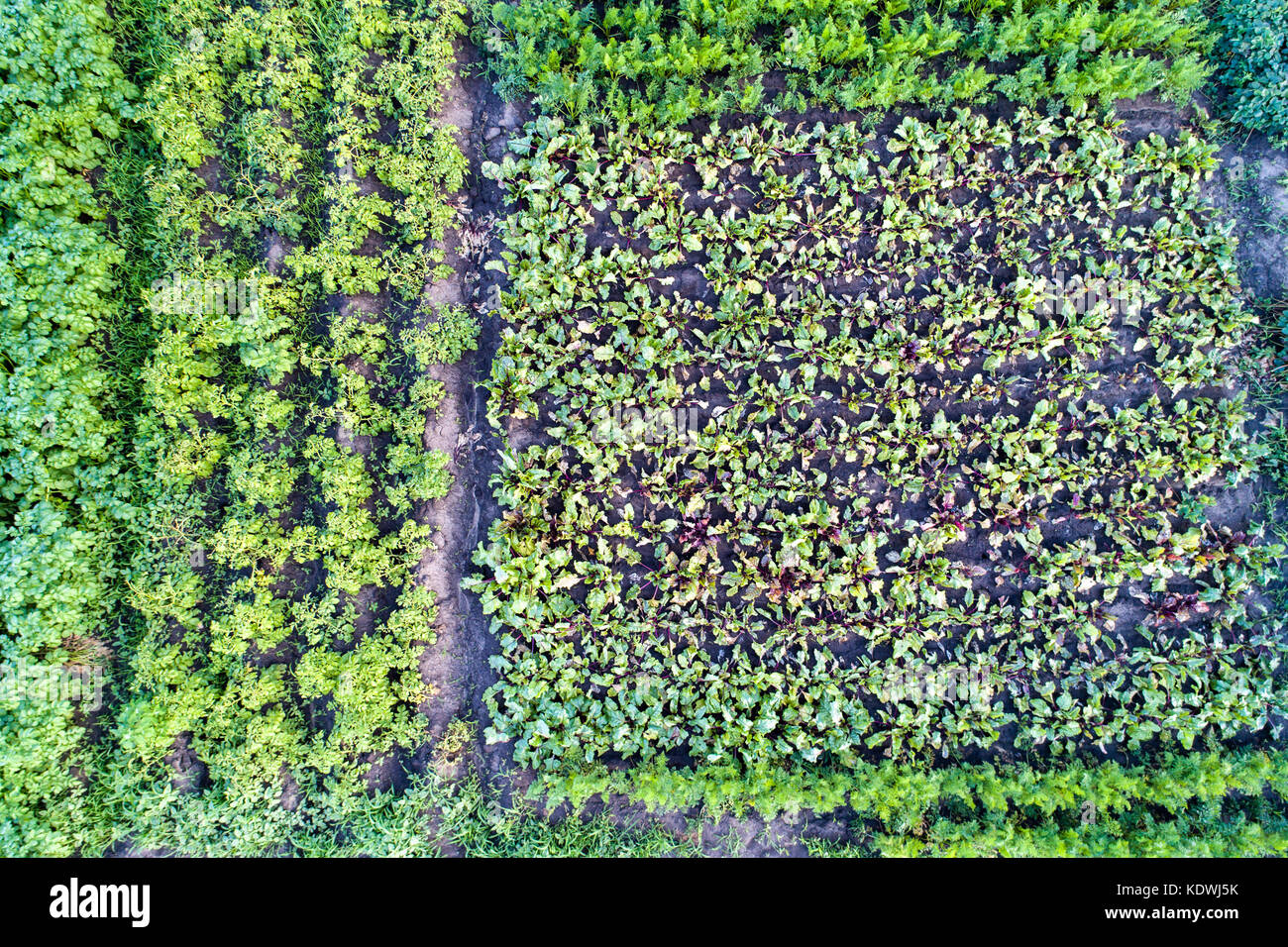 Plants of potato, beet and carrot in a field in Kursk region of Russia ...
