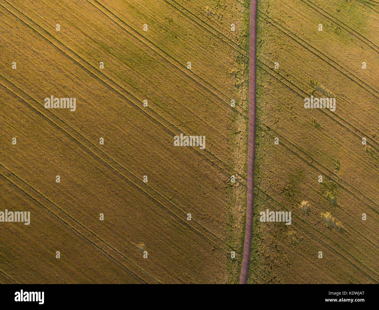 a large field of harvested wheat and barley crop in Cornwall great ...
