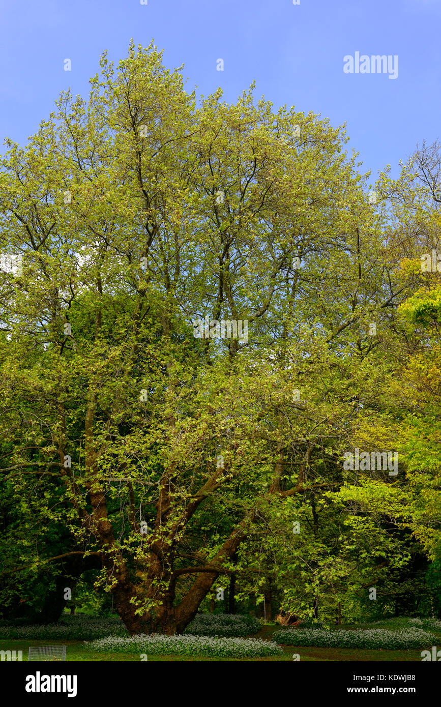 Allium ursinum, acer, champion tree, trees, wood, woodland, spring ...