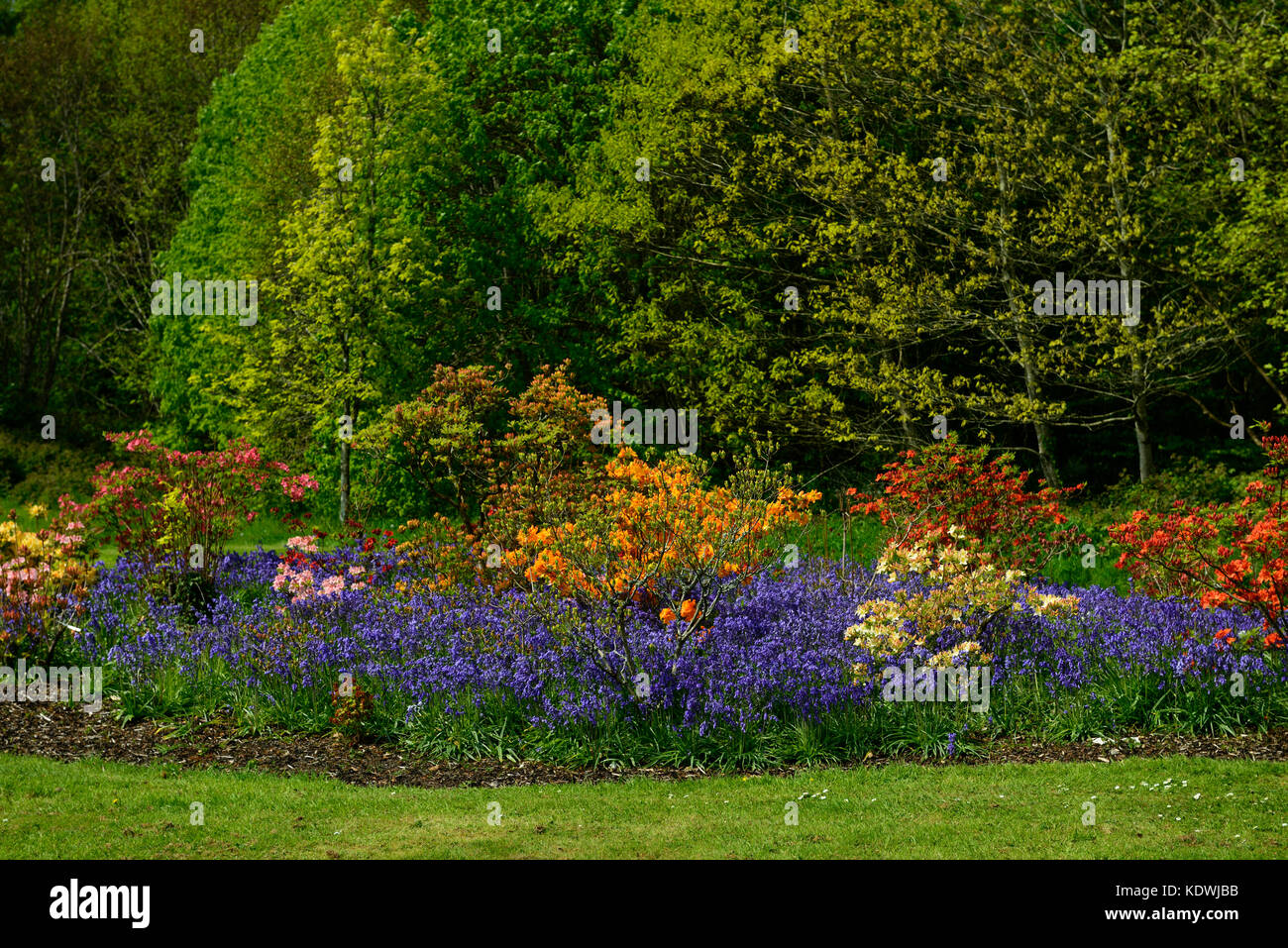 azalea, azaleas, red, orange, cream, bed, display, displays, bluebells ...
