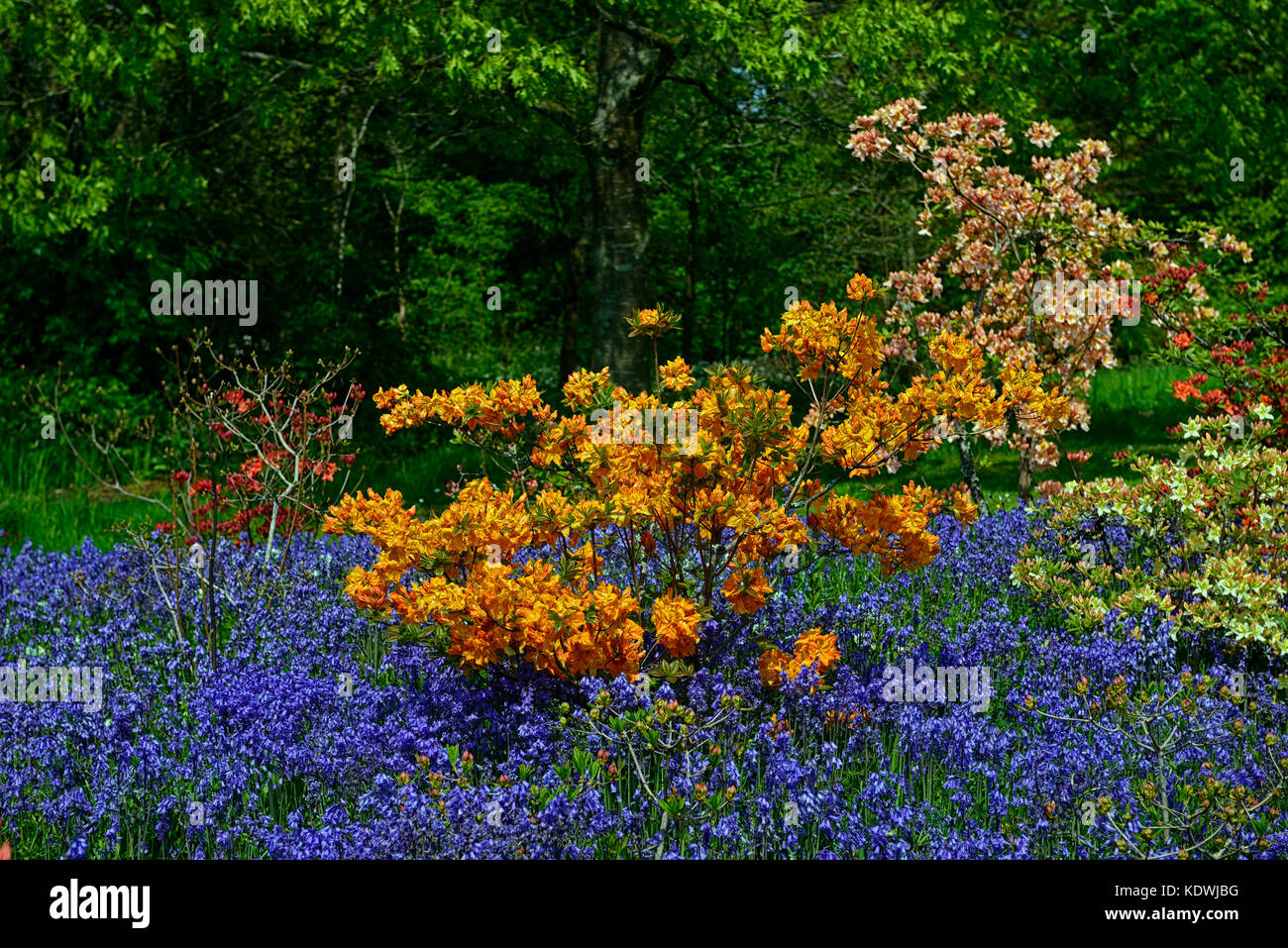 Orange azaleas hi-res stock photography and images - Alamy