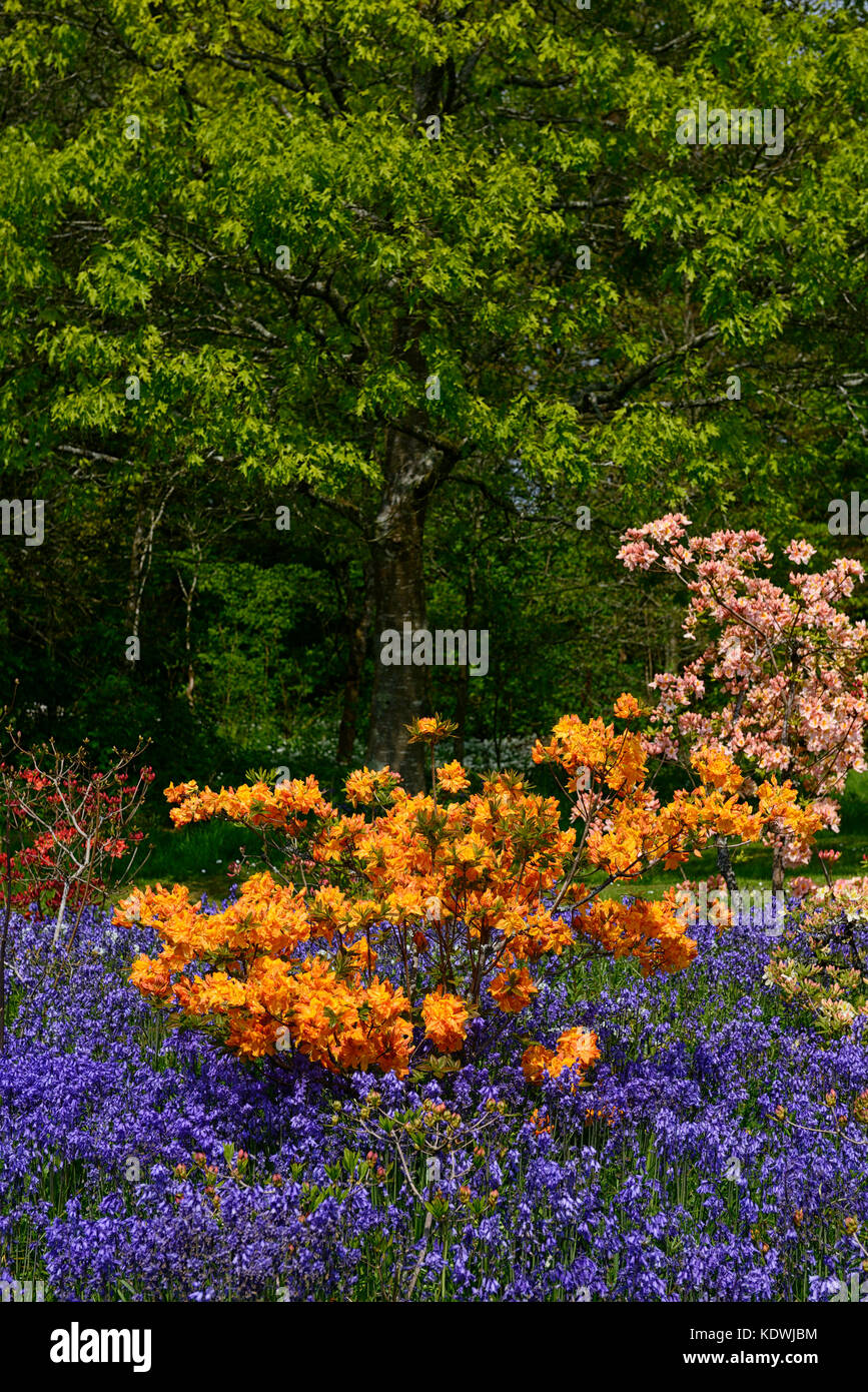 azalea, azaleas, orange, bluebells, wood, woodland, spring, blarney ...
