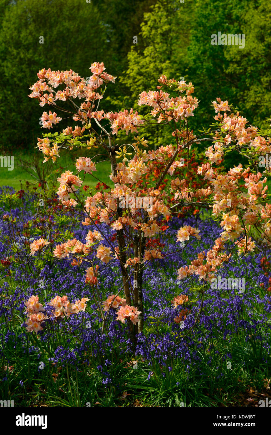 azalea, azaleas, orange, bluebells, wood, woodland, spring, blarney ...