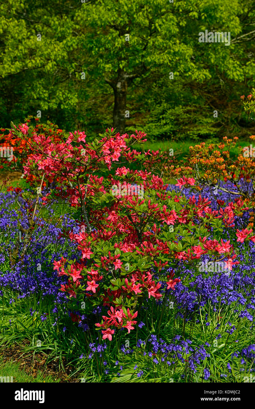 azalea, azaleas, red, bluebells, wood, woodland, spring, blarney castle ...
