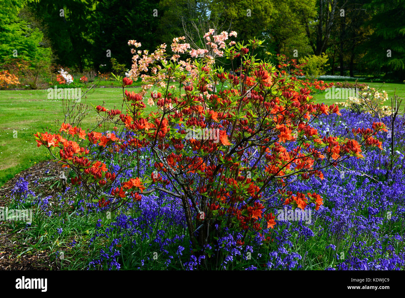 azalea, azaleas, red, bluebells, wood, woodland, spring, blarney castle ...