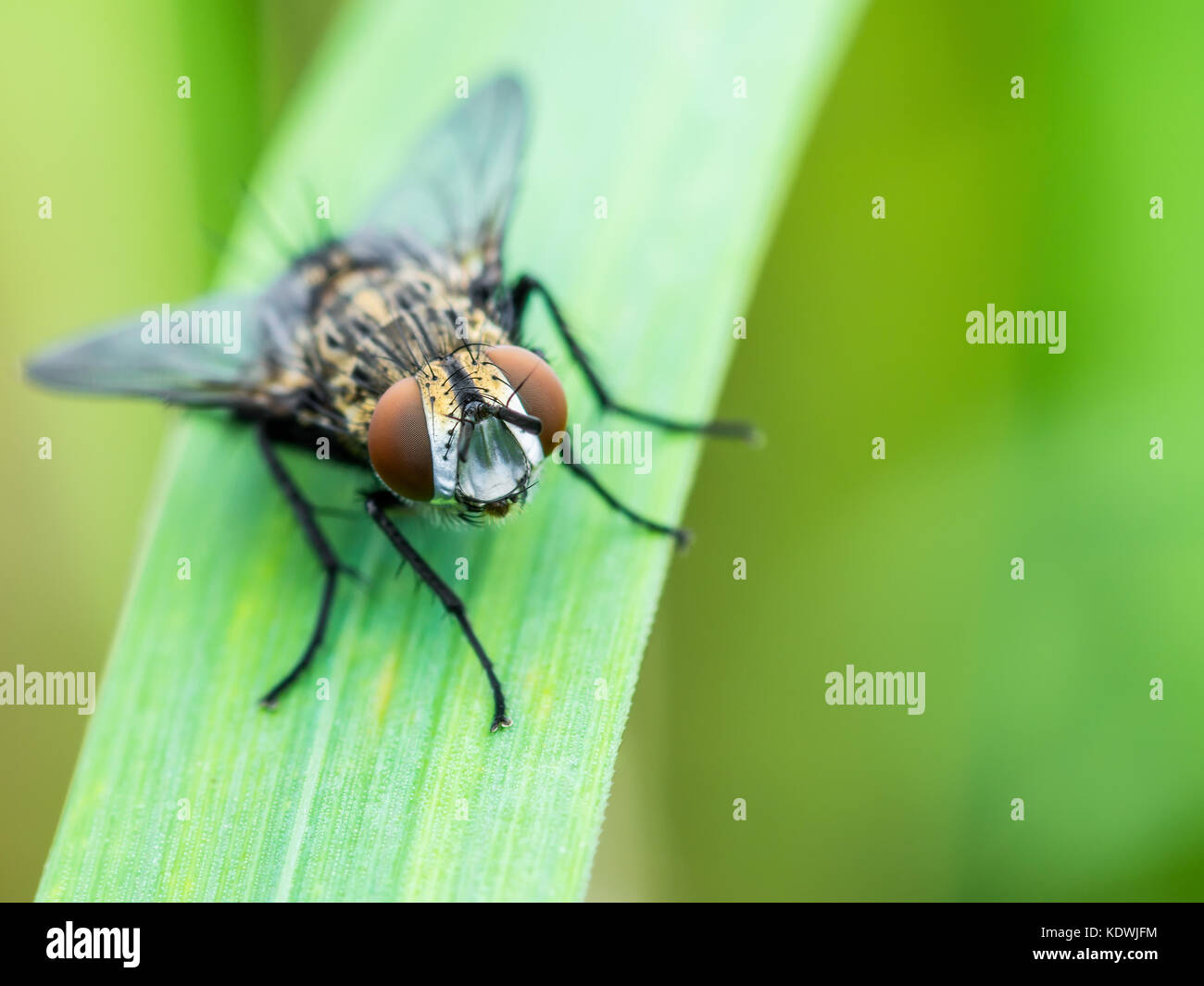 Diptera Fly Insect on Green Grass Stock Photo - Alamy