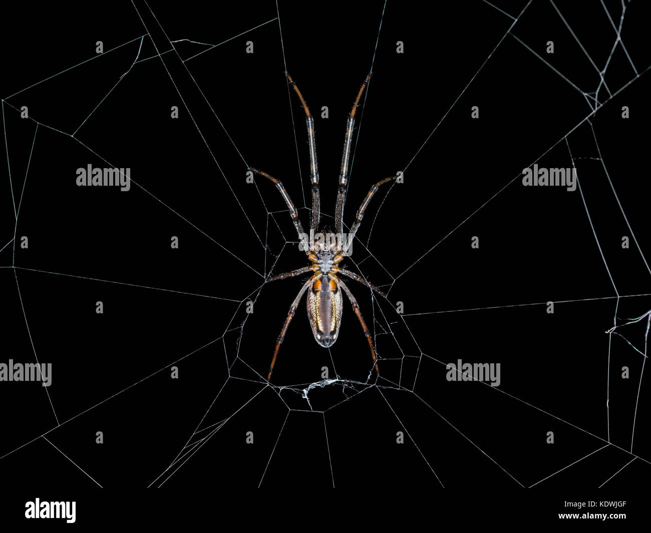 Spider Web Trap on Dark Background Stock Photo - Alamy