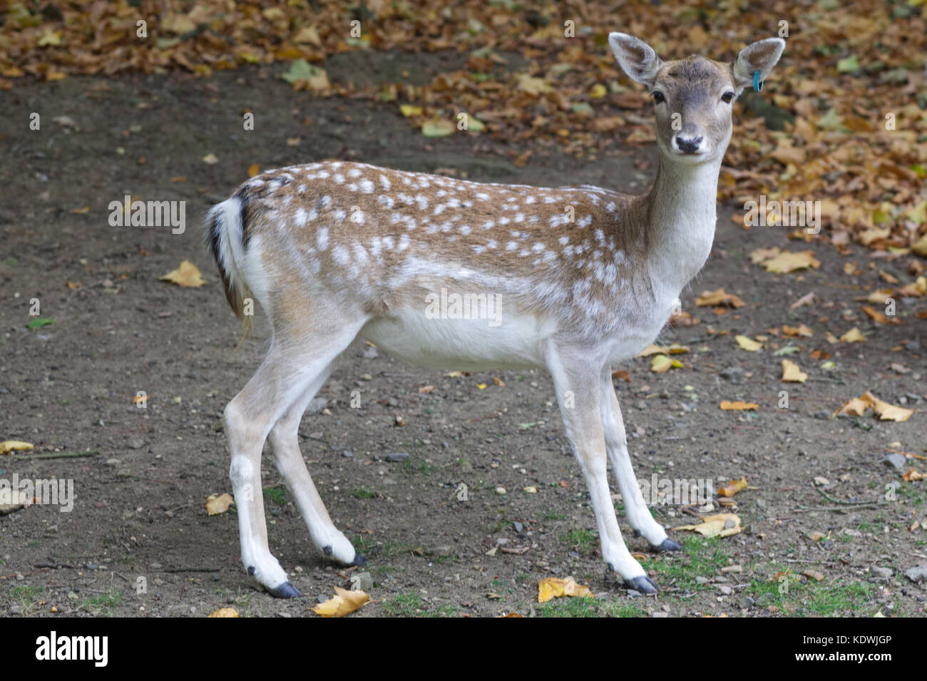Deer with white rump hi-res stock photography and images - Alamy