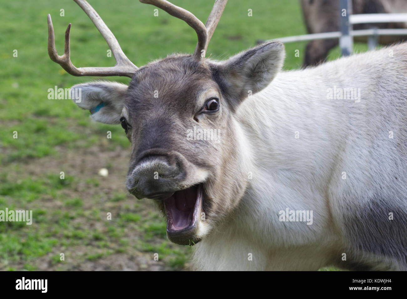 Reindeer mouth hi-res stock photography and images - Alamy