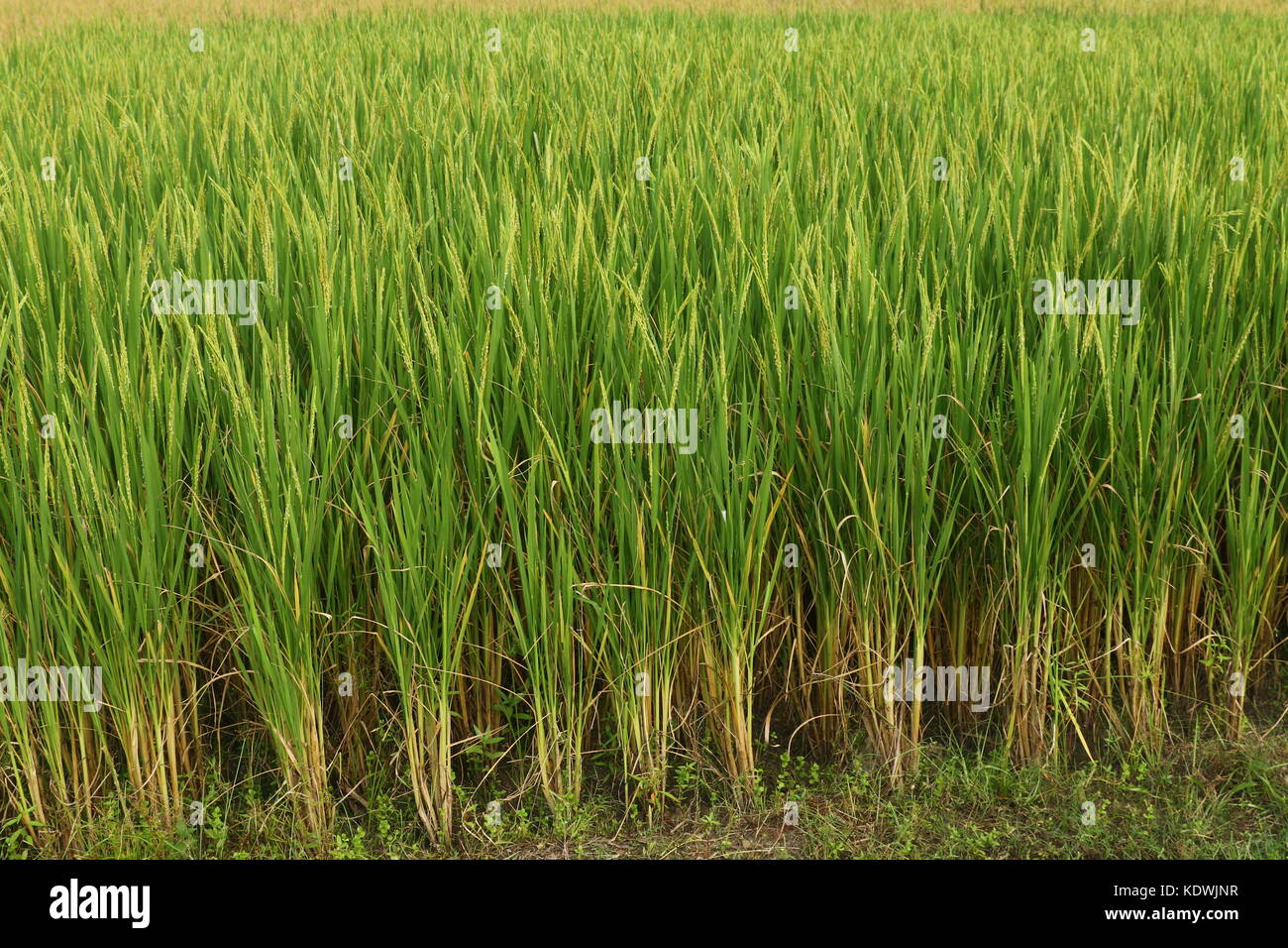 Green paddy seedlings Stock Photo - Alamy