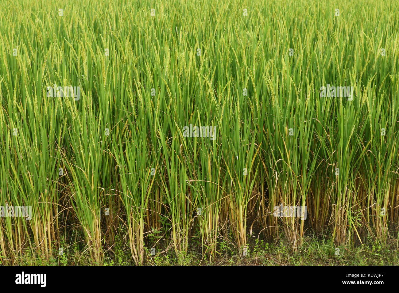 Green paddy seedlings Stock Photo - Alamy
