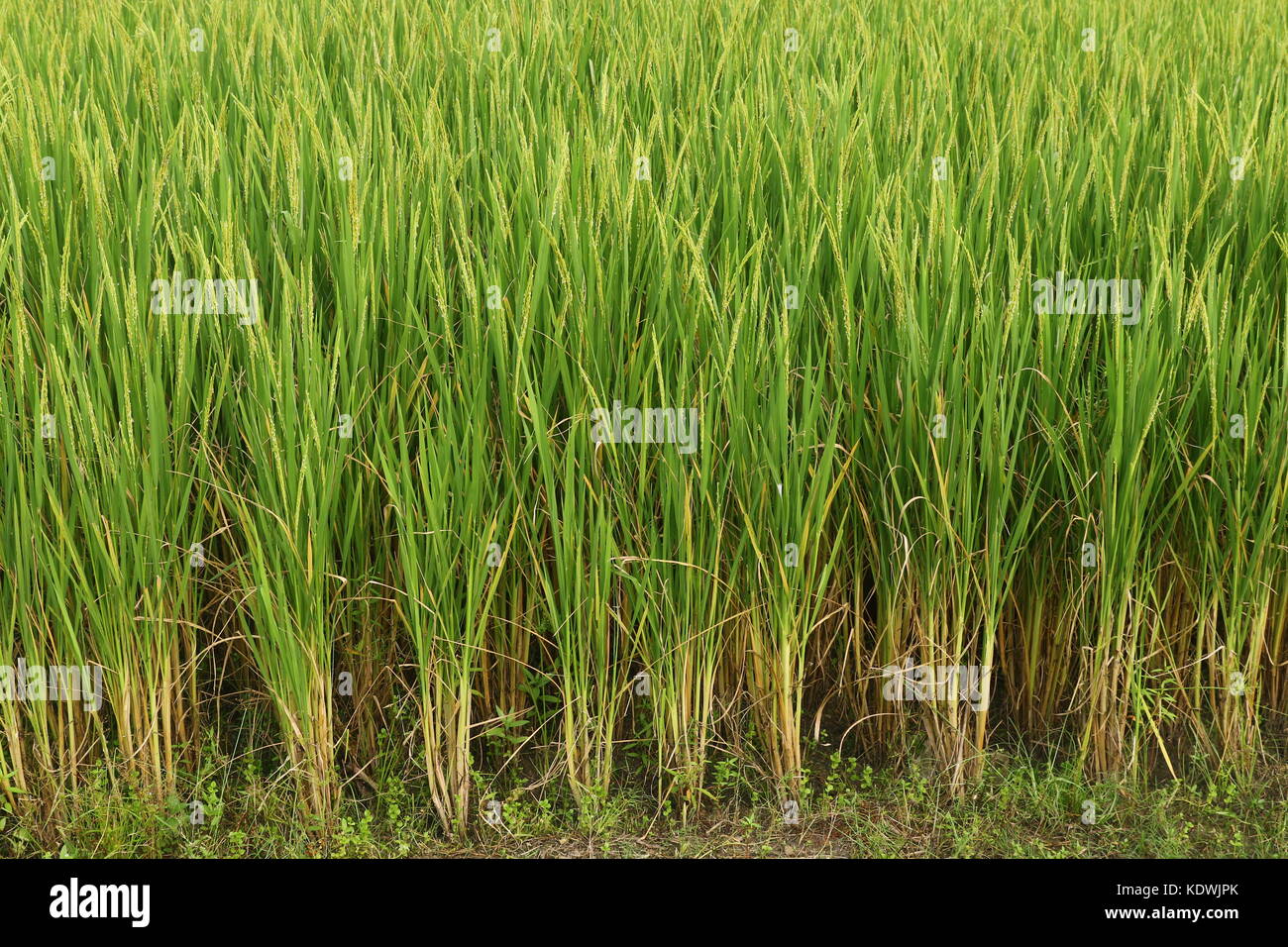 Green paddy seedlings Stock Photo - Alamy