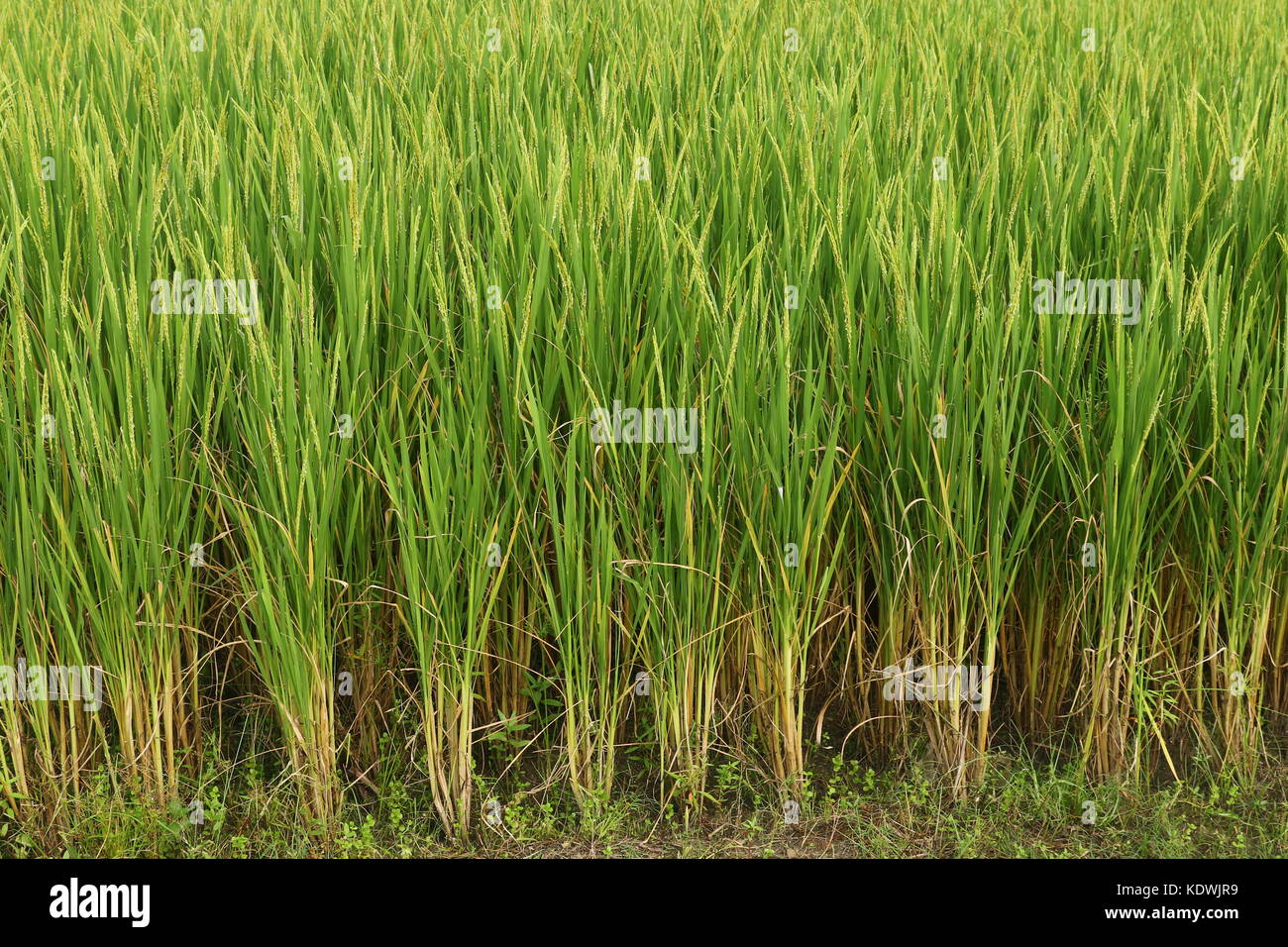 Green paddy seedlings Stock Photo - Alamy