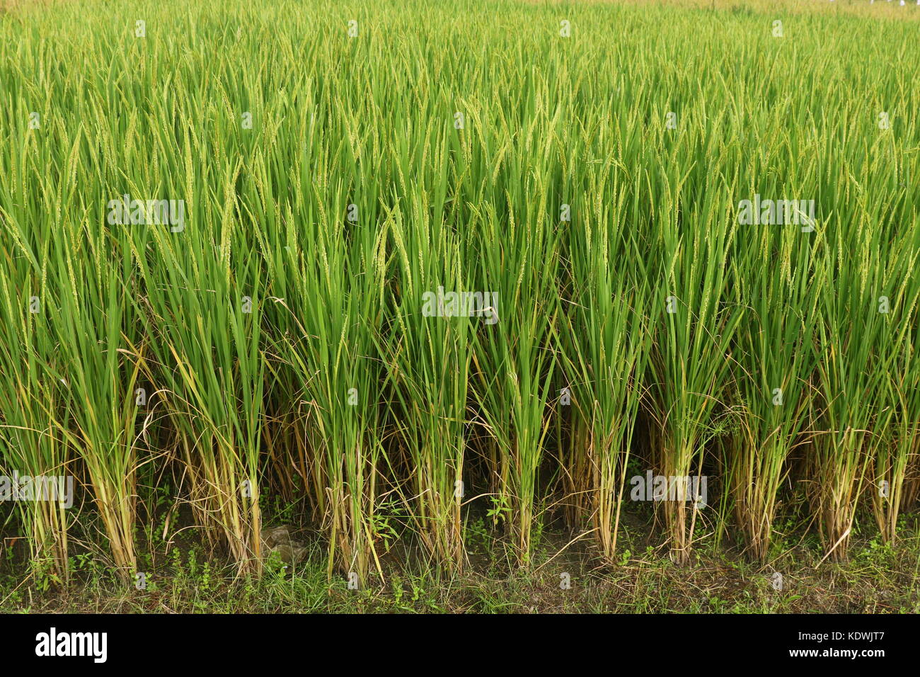 Green paddy seedlings Stock Photo - Alamy