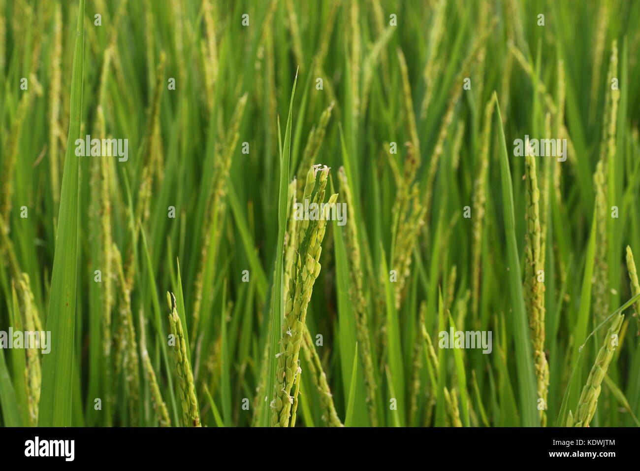 Green paddy seedlings Stock Photo - Alamy